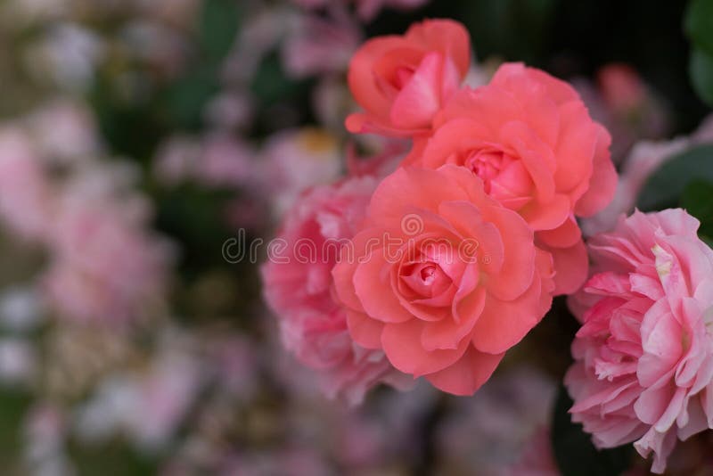 Pink Roses Bloom in the Garden Stock Photo - Image of nature, branch ...