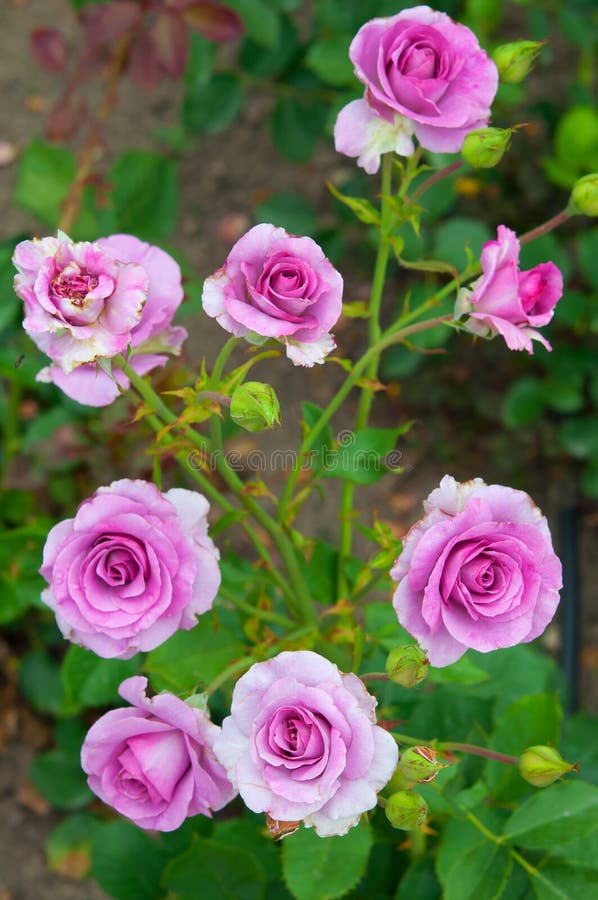 Pink roses in bloom stock image. Image of petal, outdoors - 33429901