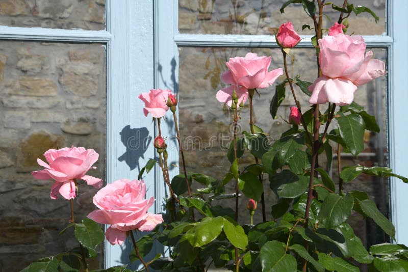 Pink Roses in Bloom in a Garden in Florence Stock Image - Image of ...