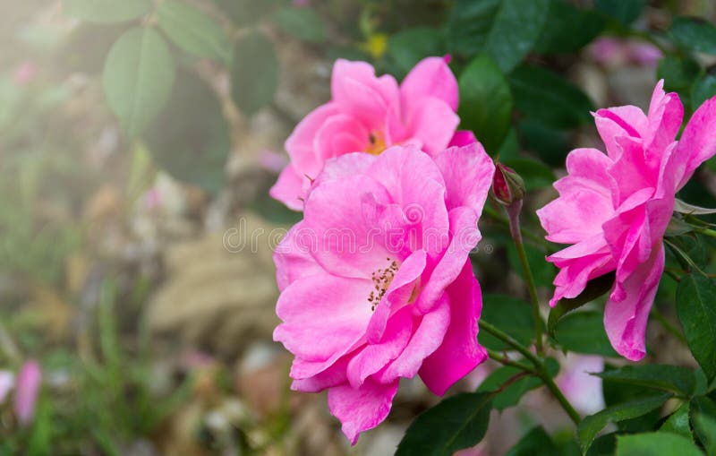 Pink Roses Bloom on the Tree Stock Image - Image of color, fresh: 109199441
