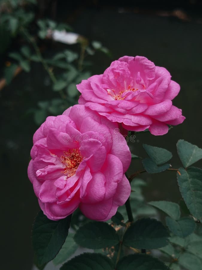 Pink Roses Blooming on the Edge of the Pool? Stock Photo - Image of ...