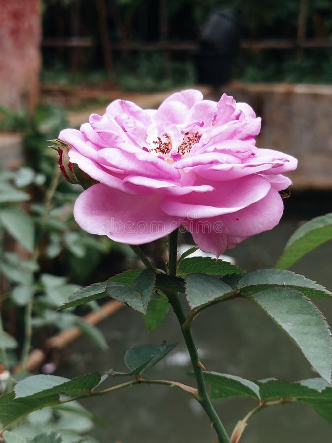 Pink Roses Blooming on the Edge of the Pool? Stock Photo - Image of ...