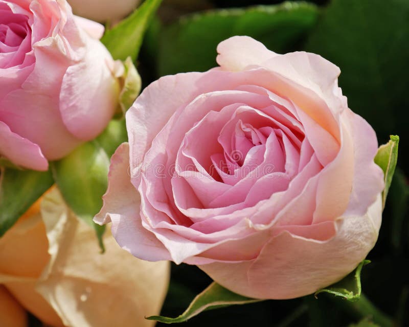 Pink Roses Blooming in the Garden Closeup Stock Photo - Image of macro ...