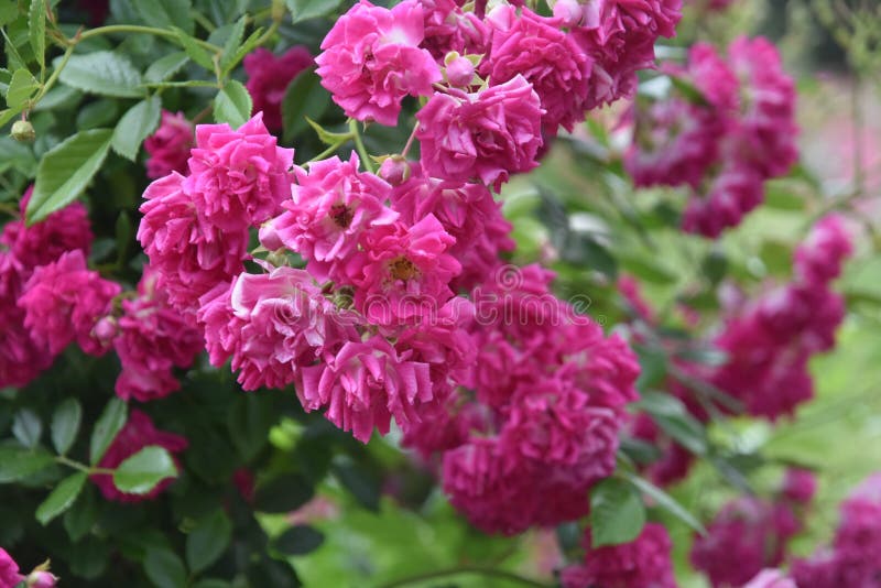 Pink Roses Blooming in the Garden Stock Image - Image of season ...