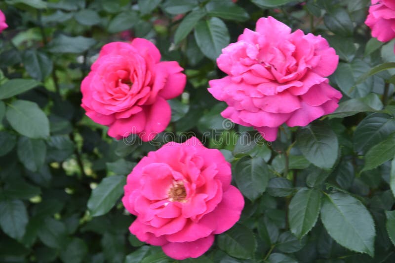 Pink Roses Blooming in the Garden Stock Photo - Image of leaf, blooming ...