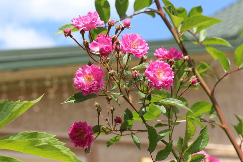 Pink Roses Blooms. Her Flowers are Very Fragrant Stock Image - Image of ...