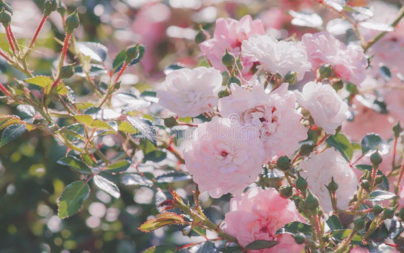Pink Roses Blossom in the Garden Stock Image - Image of floral, bokeh ...