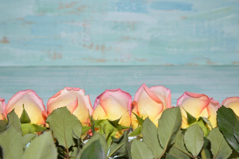 Pink Roses on Blue Background Stock Image - Image of rose, plants: 92773937