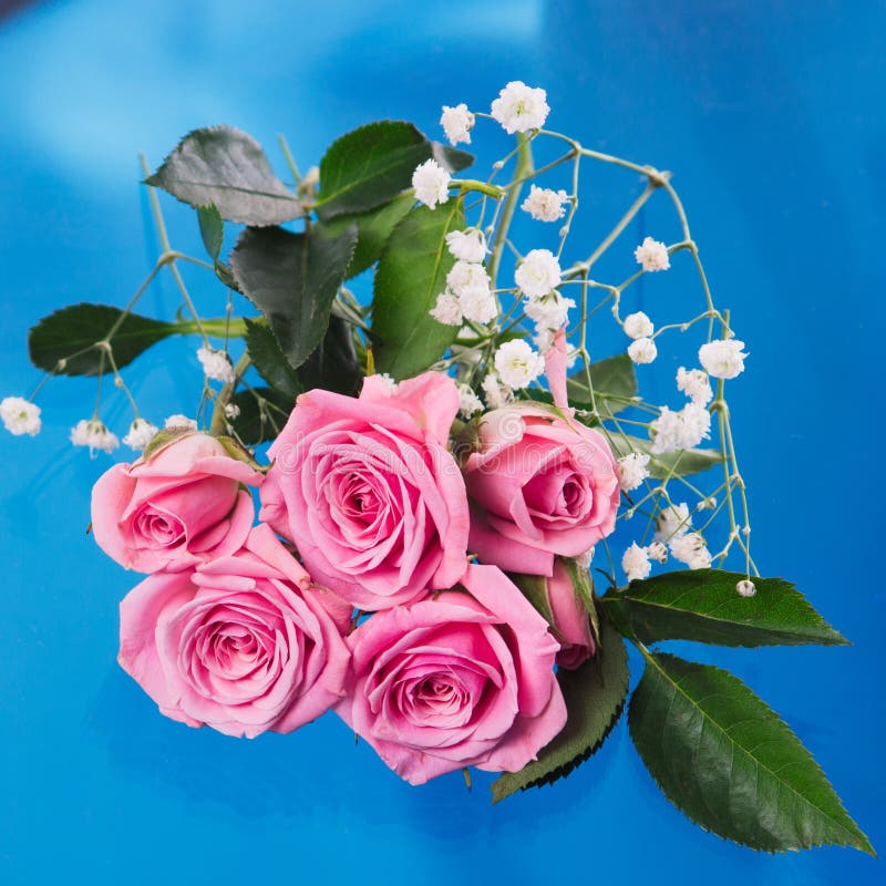 Pink Roses on a Blue Background. Flat Position, View from Above Stock ...