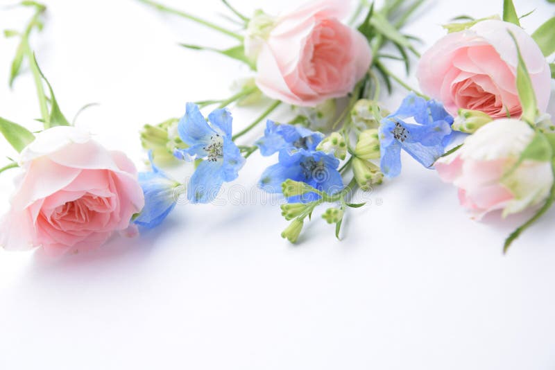 Pink Roses and Blue Flowers Stock Image - Image of flowers, naturally ...