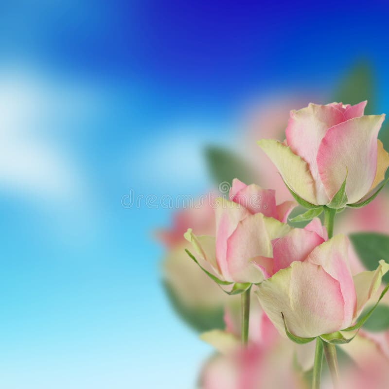 Pink Roses and the Blue Sky Stock Image - Image of petals, card: 28771131