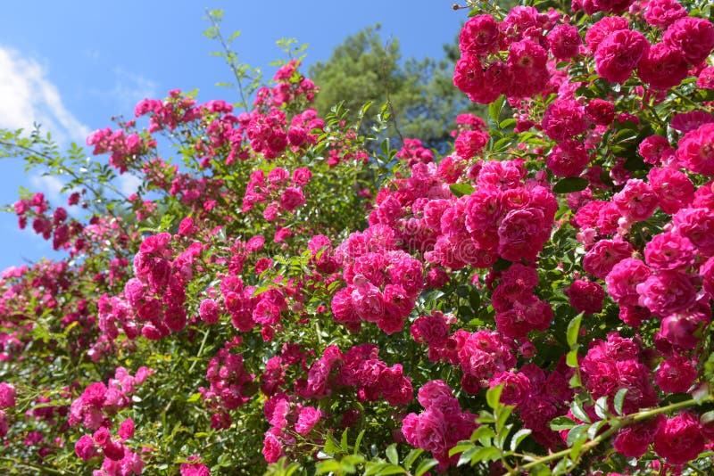 Pink Roses on Blue Sky Background. Stock Image - Image of beautiful ...