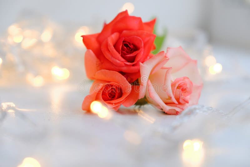 Roses with Bokeh Background Stock Image - Image of coffee, bloom: 121148847