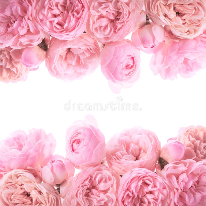 130+ Pink roses border Free Stock Photos - StockFreeImages