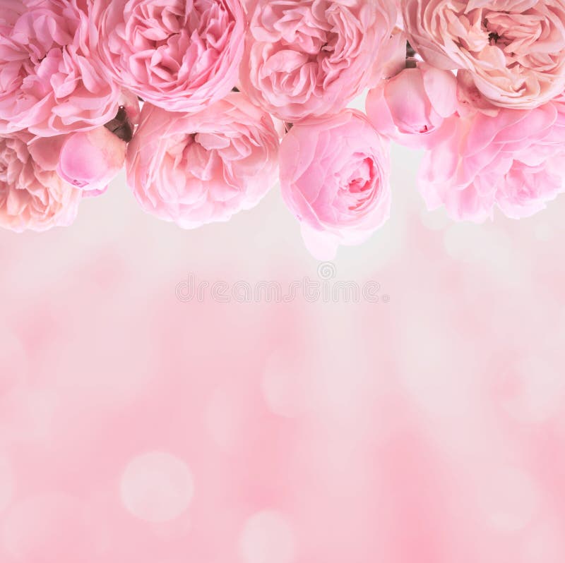 9,189 Pink Roses Border Photos - Free & Royalty-Free Stock Photos from ...