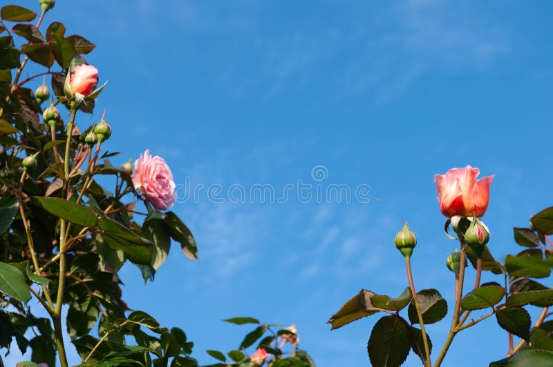Pink Roses Border Frame Bottom Stock Photos - Free & Royalty-Free Stock ...