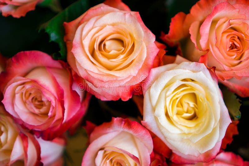 Pink roses in a bouquet stock photo. Image of light - 139644480