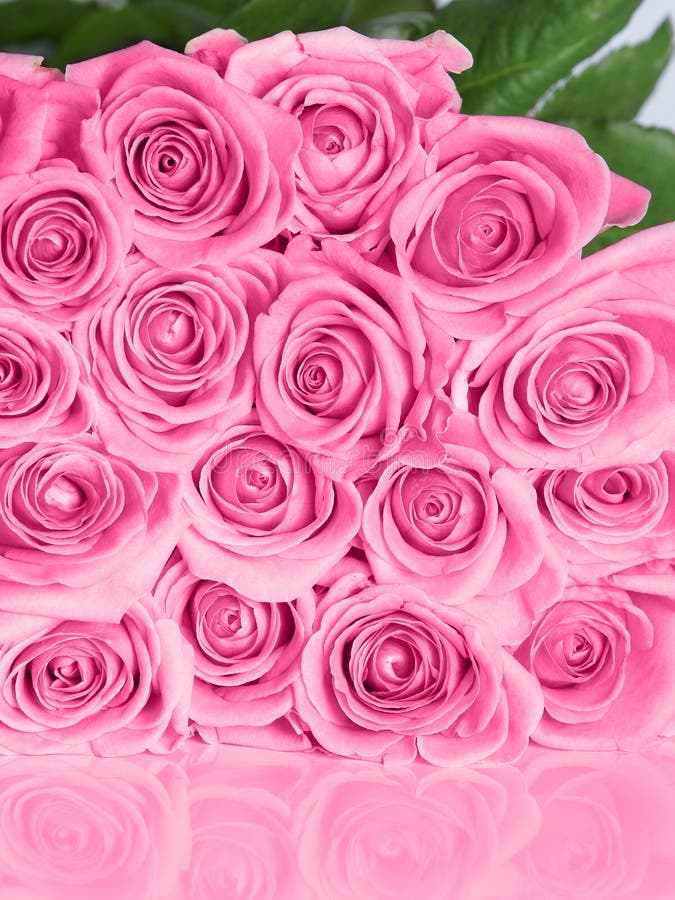 Pink roses stock image. Image of pink, bunch, love, birthday - 22350759