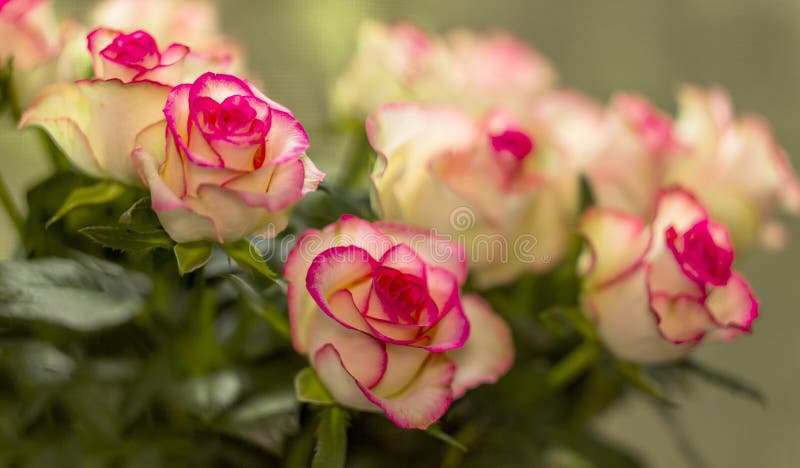 A pink roses bouquet stock photo. Image of closeup, beauty - 254577208