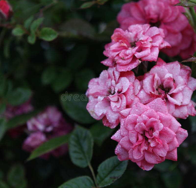 Pink roses. stock image. Image of light, background, space - 32186351