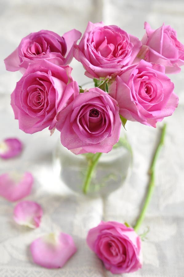 Pink roses. stock image. Image of friendship, blooming - 30762941