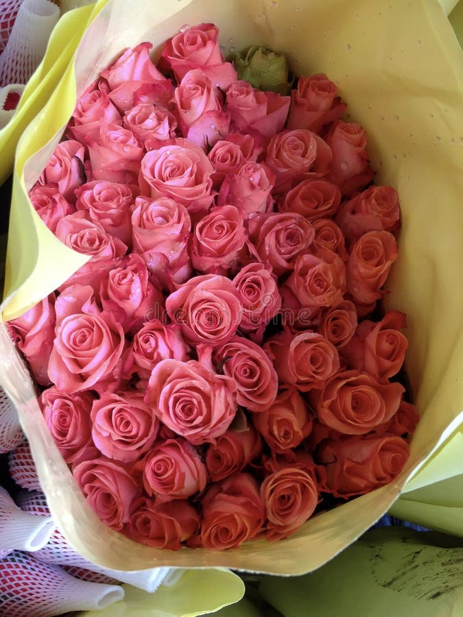 Pink roses stock image. Image of wrapper, pink, bouquet - 160853431
