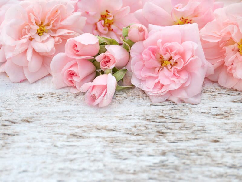 Pink Roses and Buds Bouquet on the Rustic White Painted Backgrou Stock ...
