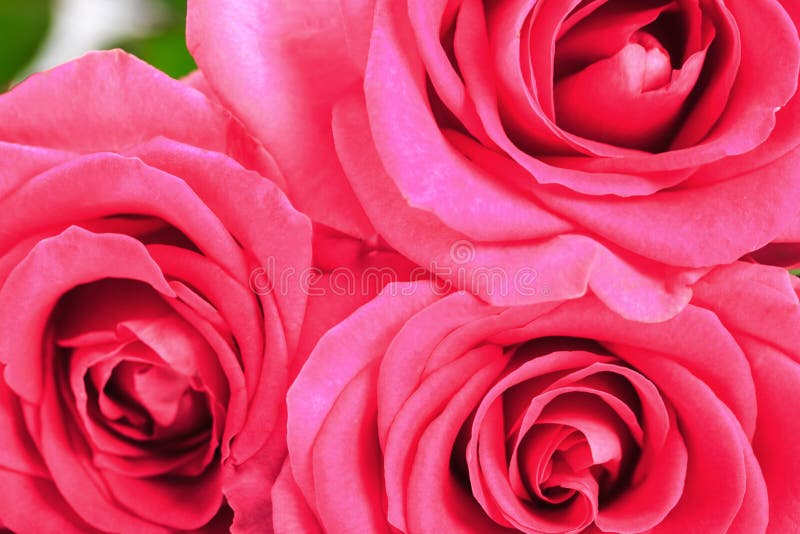 Pink Roses Bunch. Close Up.Abstract Background Stock Photo - Image of ...