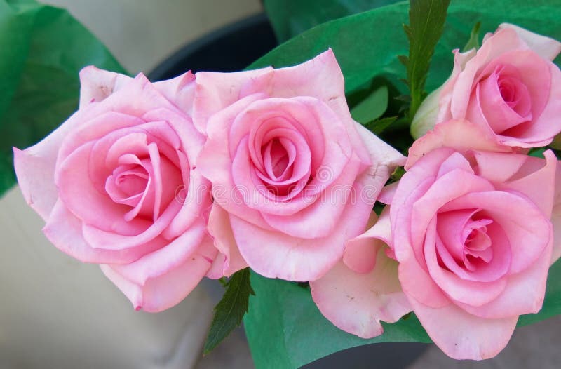 Pink Roses stock image. Image of flower, natural, blooms - 57706057