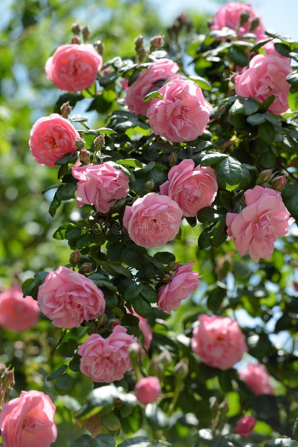 Pink roses stock image. Image of rose, vertical, garden - 36690133