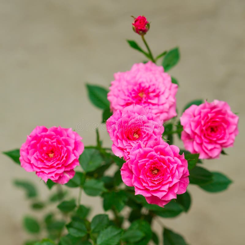 Pink roses on the bush stock image. Image of petal, blooming - 36545695
