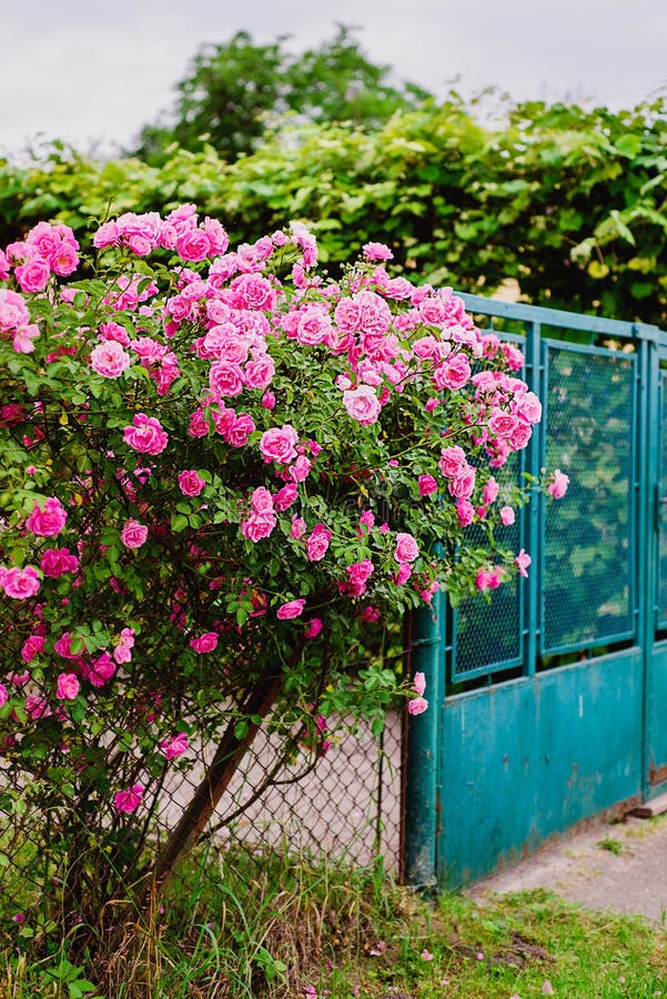Pink roses stock image. Image of leaf, abundance, flowers - 41769961
