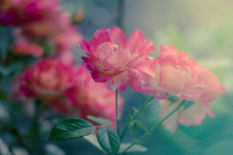 Pink Roses Bush with Magical Light in the Summer Garden. Stock Image ...