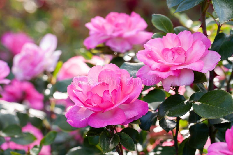 Pink Roses Bush in Summer Garden Stock Photo - Image of botanical ...
