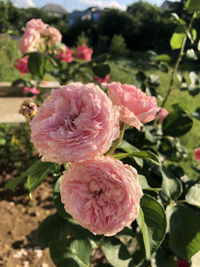 Pink Roses on the Bushes in the Garden Stock Image - Image of leaf ...