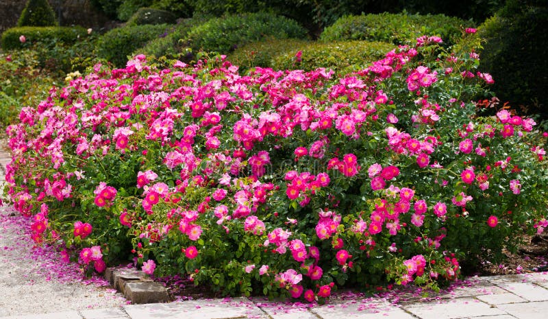 Pink roses bushes stock image. Image of bloom, fragrance - 220563383