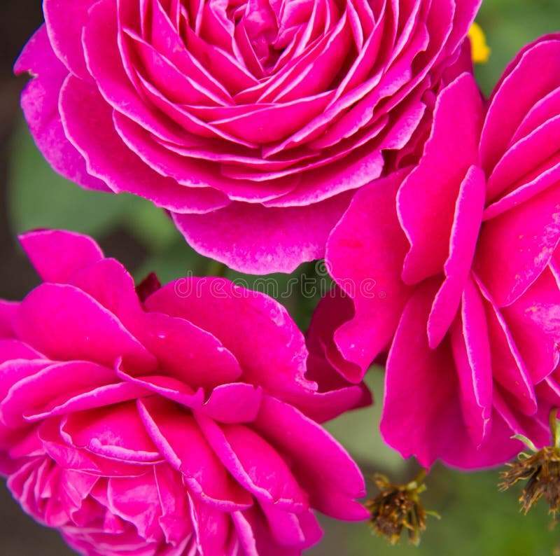Pink roses stock image. Image of bouquet, close, flora - 98229207