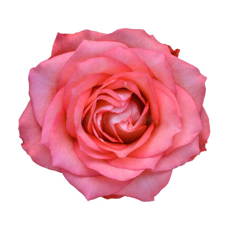 Pink Roses Close Up. Background. Stock Illustration - Illustration of ...