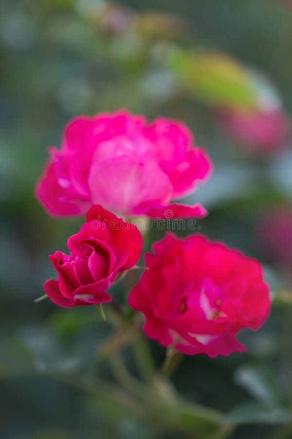 Pink Roses Close Up Outdoor Stock Image - Image of background, botany ...