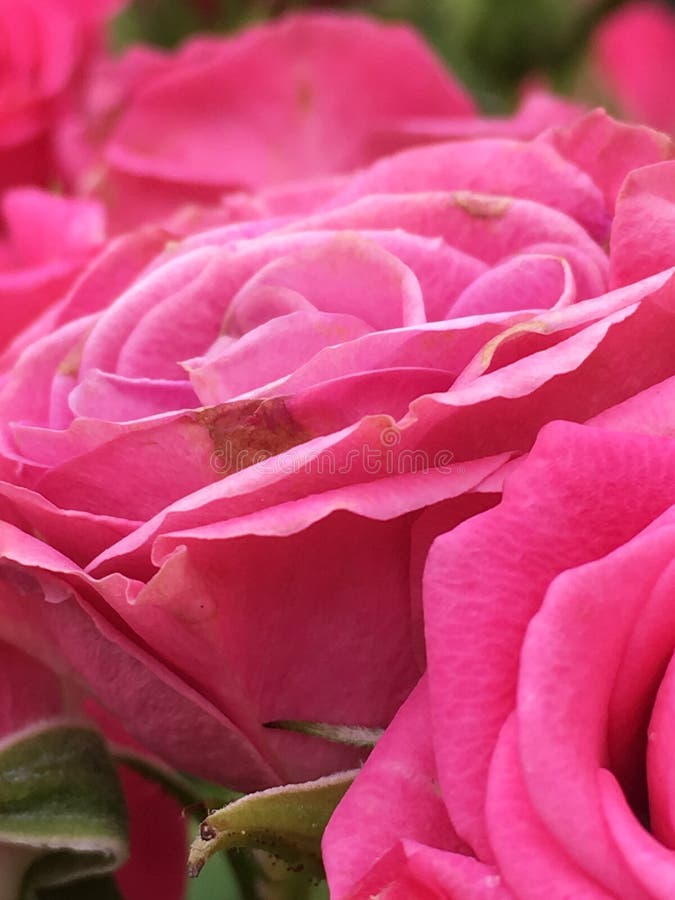 Pink Roses stock image. Image of beauty, beautiful, fresh - 87310373