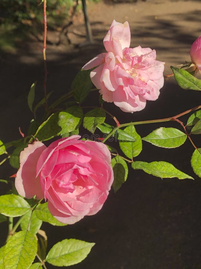 Pink Roses Colorful Portrait Stock Photo - Image of colorful, pair ...