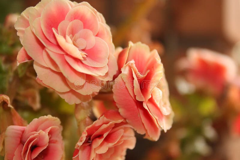 Pink roses stock image. Image of celebration, pretty - 44033159