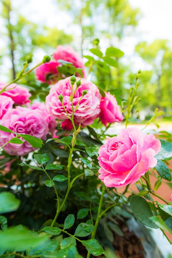 Pink Roses Covered with Dew Stock Image - Image of growth, gardens ...