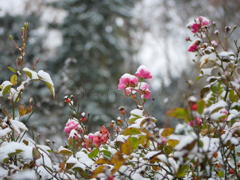 Pink Roses Covered with Snow Stock Photo - Image of snowfall, cold ...