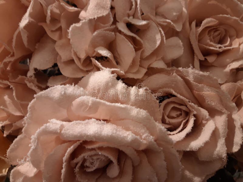 Pink Roses Covered with White Frost Stock Image - Image of beauty ...
