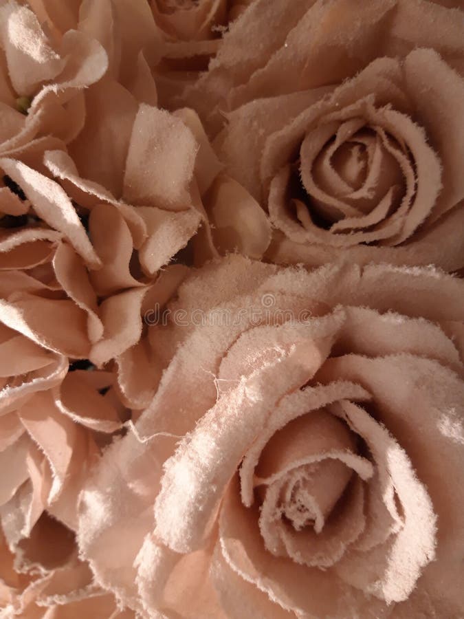 Pink Roses Covered with White Frost Stock Photo - Image of birthday ...