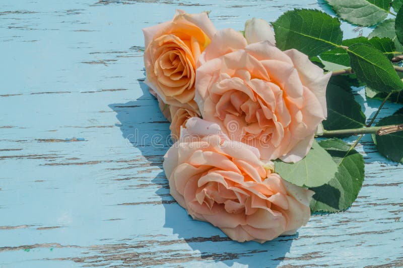 Pink roses stock image. Image of outdoors, summer, single - 82301989