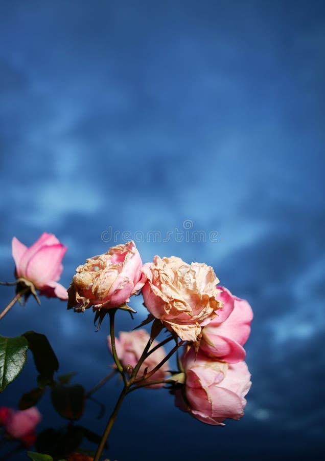 Pink Roses And Dark Blue Sky Stock Image - Image of cold, dying: 2992543