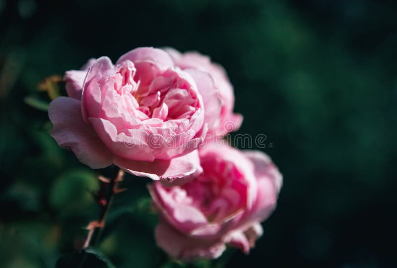 Pink Roses with Dark and Moody Processing and Space for Text. Shallow ...
