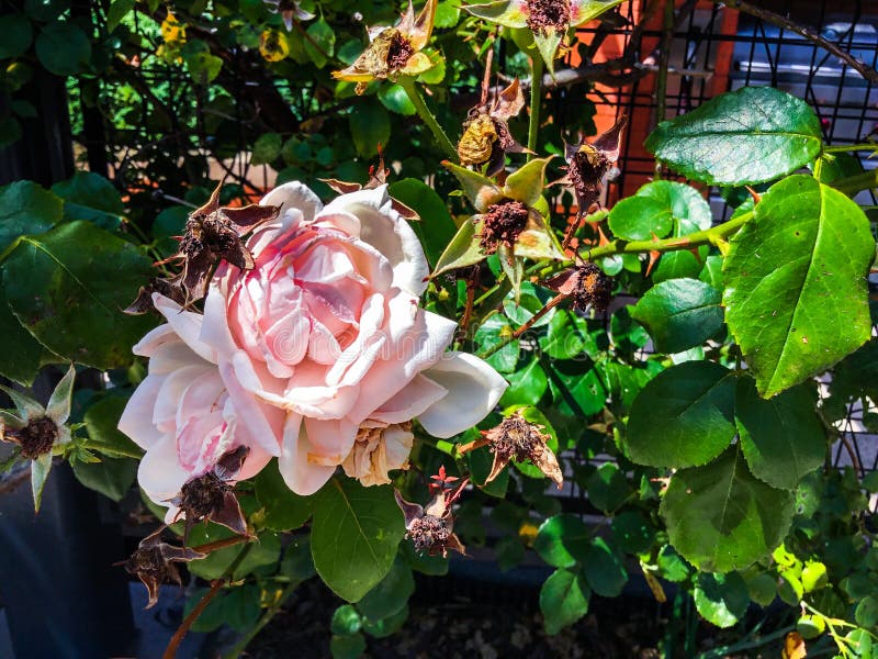 Pink Roses and Dead Flowers Stock Photo - Image of nature, roses: 167092054